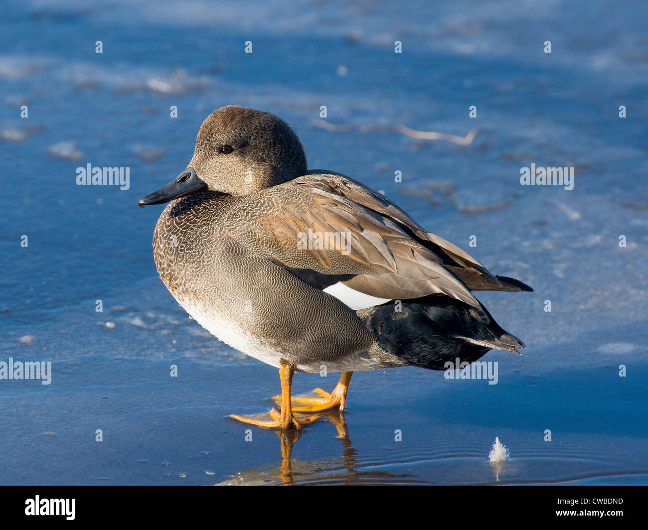 Gadwall Drake in a Minnesota Winter Stock Photo - Alamy