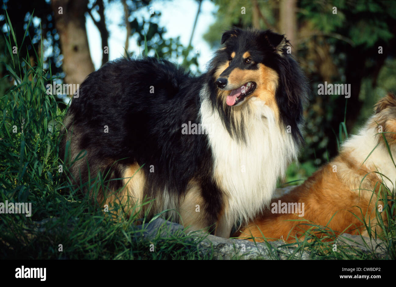 Rough Collies Stock Photos & Rough Collies Stock Images - Alamy