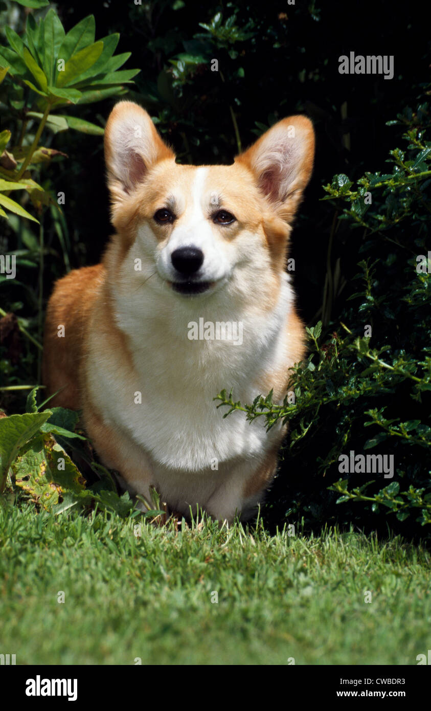 Pembroke welsh corgi standing on grass hi-res stock photography and ...