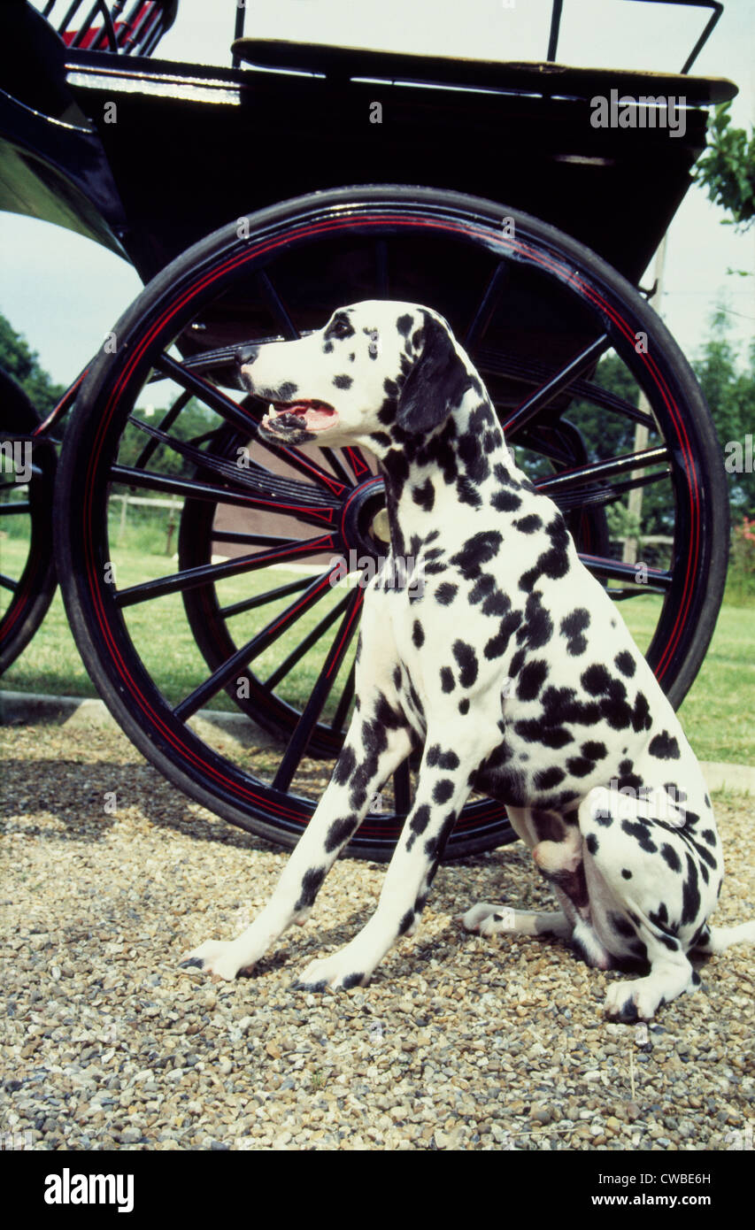 Side view dalmation hi-res stock photography and images - Alamy