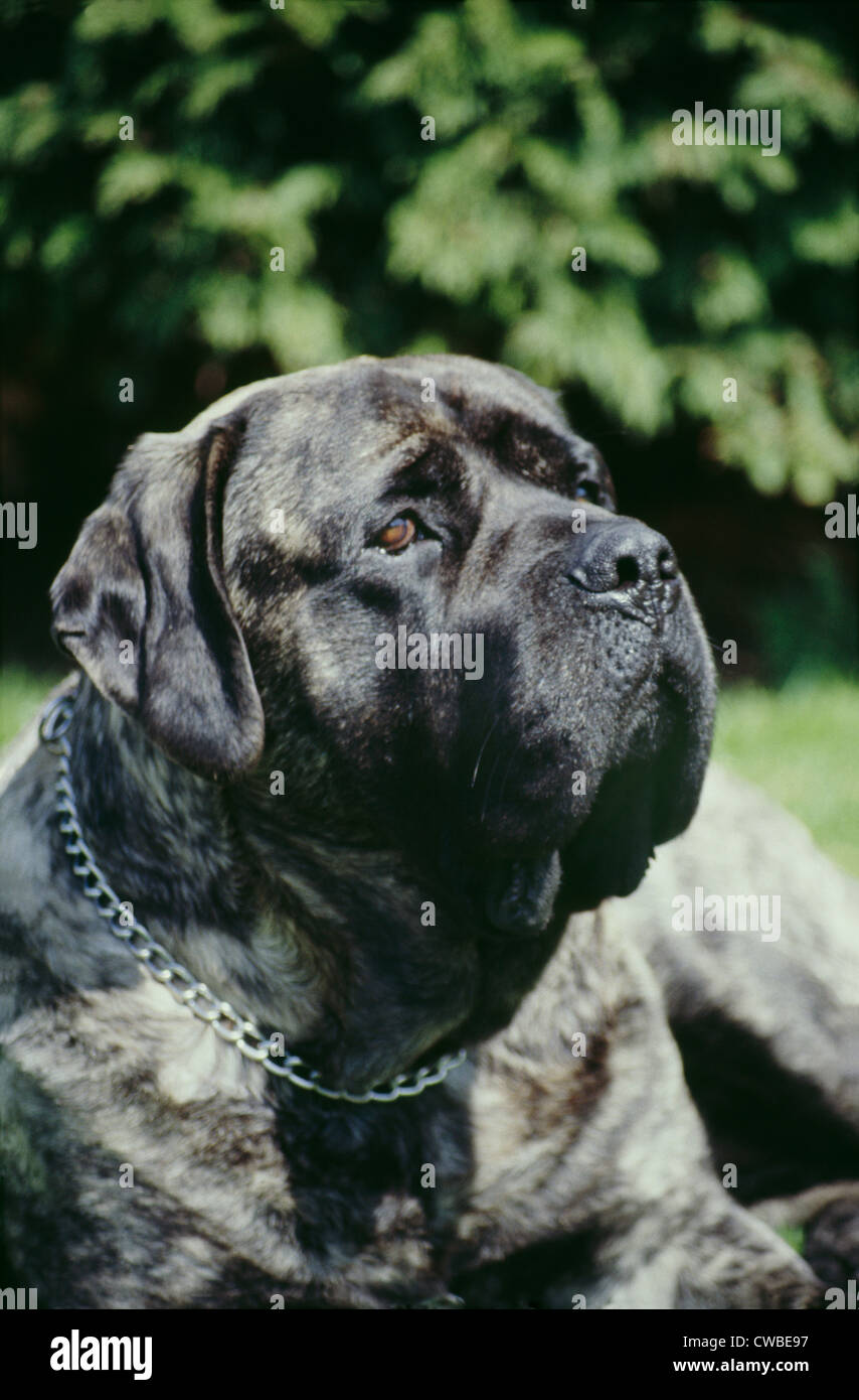 MASTIFF LAYING /OUTSIDE ENGLAND Stock Photo - Alamy