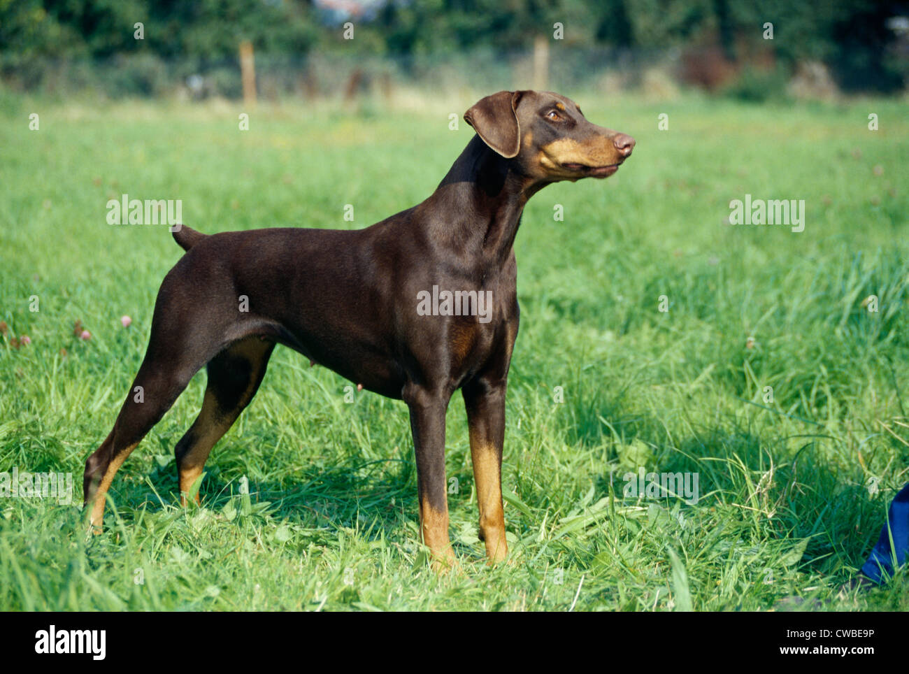Are Doberman Pinschers Born With Tails