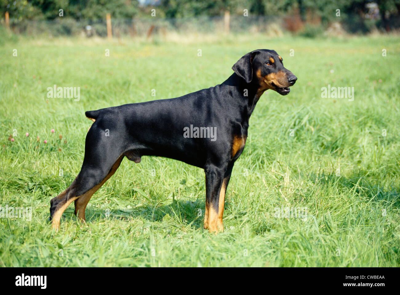 SIDE VIEW OF ADULT DOBERMAN PINSCHER / IRELAND Stock Photo - Alamy