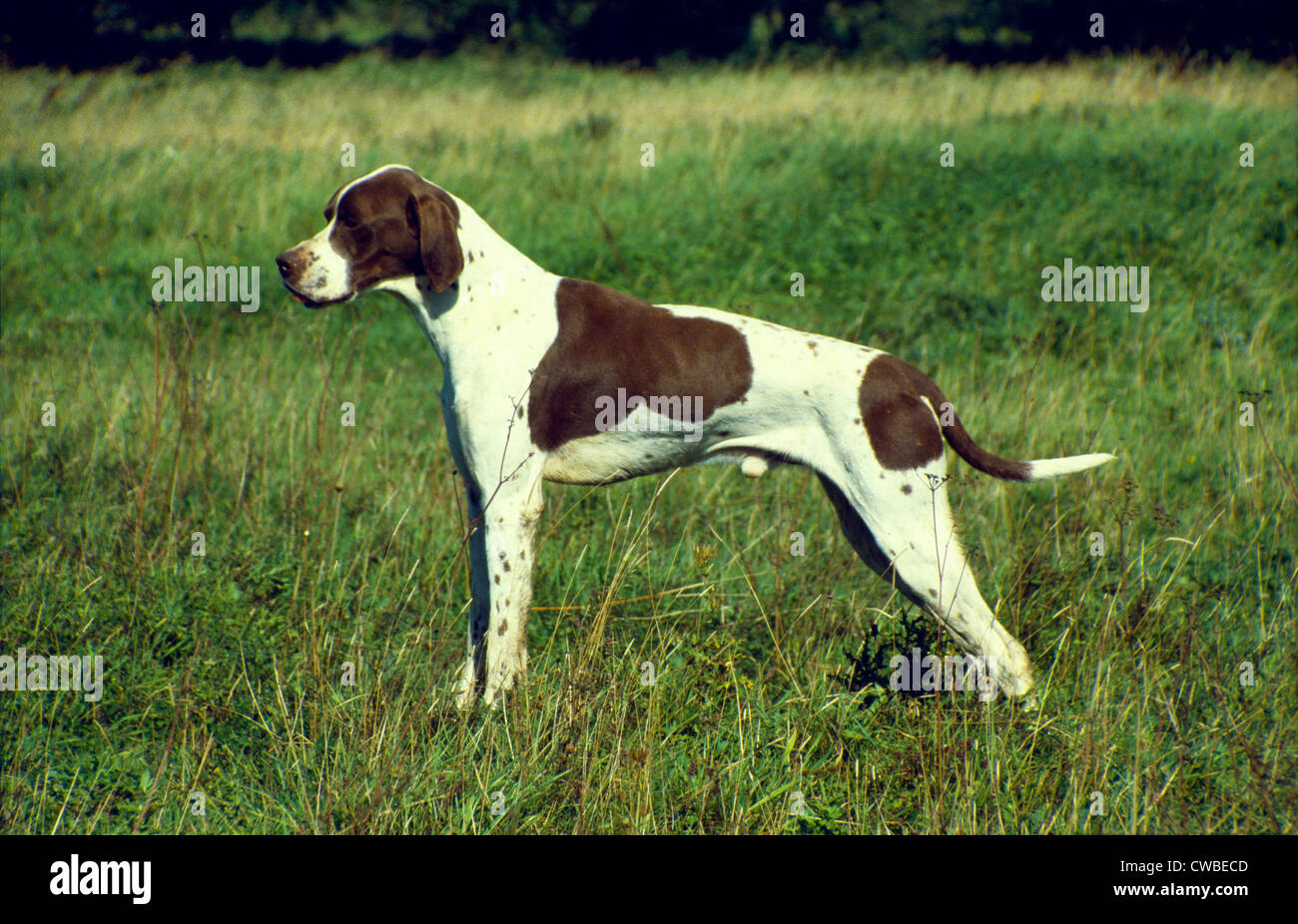 SIDE VIEW OF ENGLISH POINTER STANDING AT ATTENTION Stock Photo - Alamy
