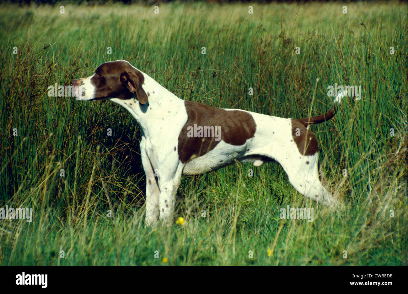 Dog english pointer adult pointing hi-res stock photography and images ...