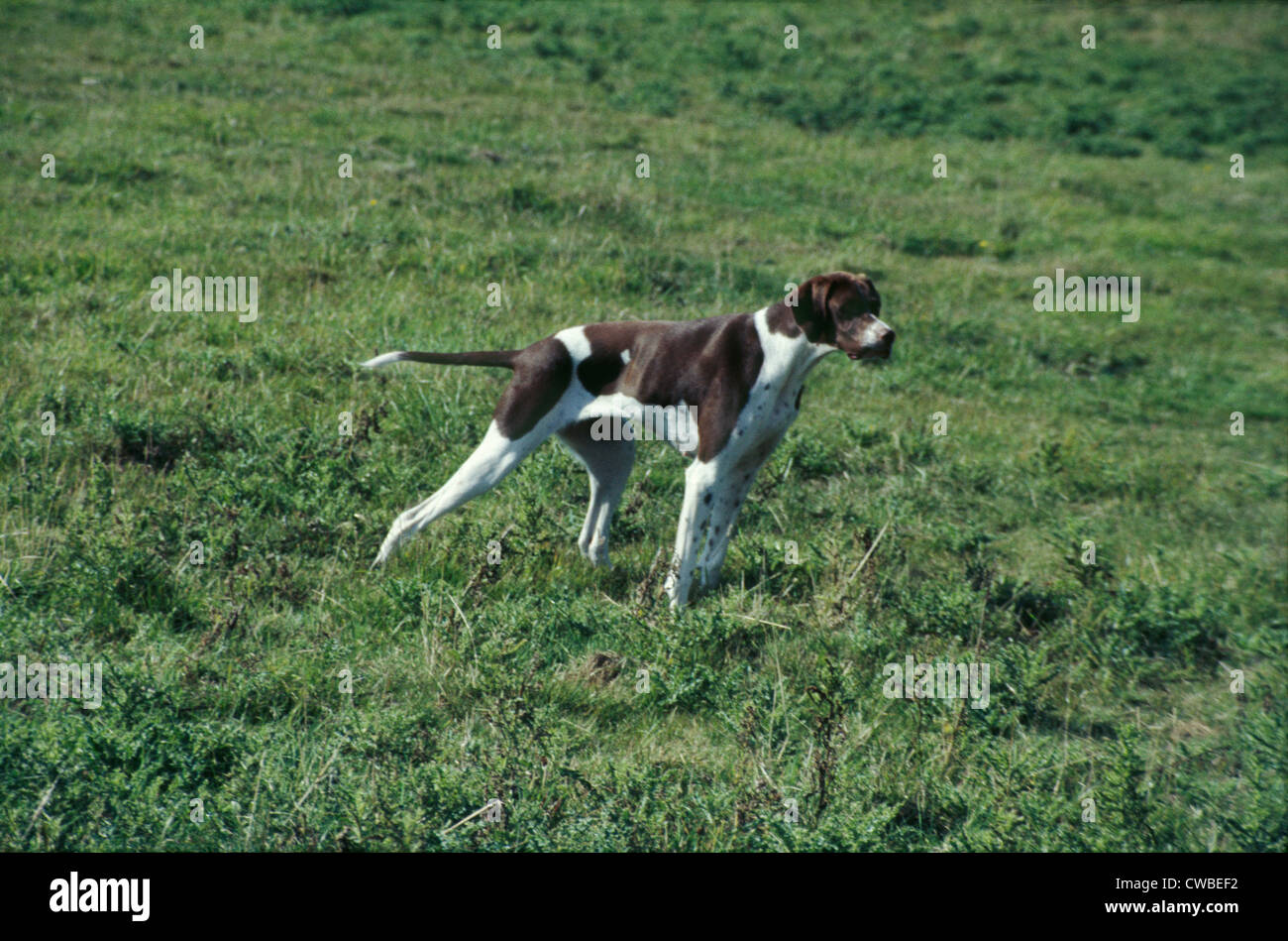 Dog English Pointer Adult Pointing High Resolution Stock Photography ...