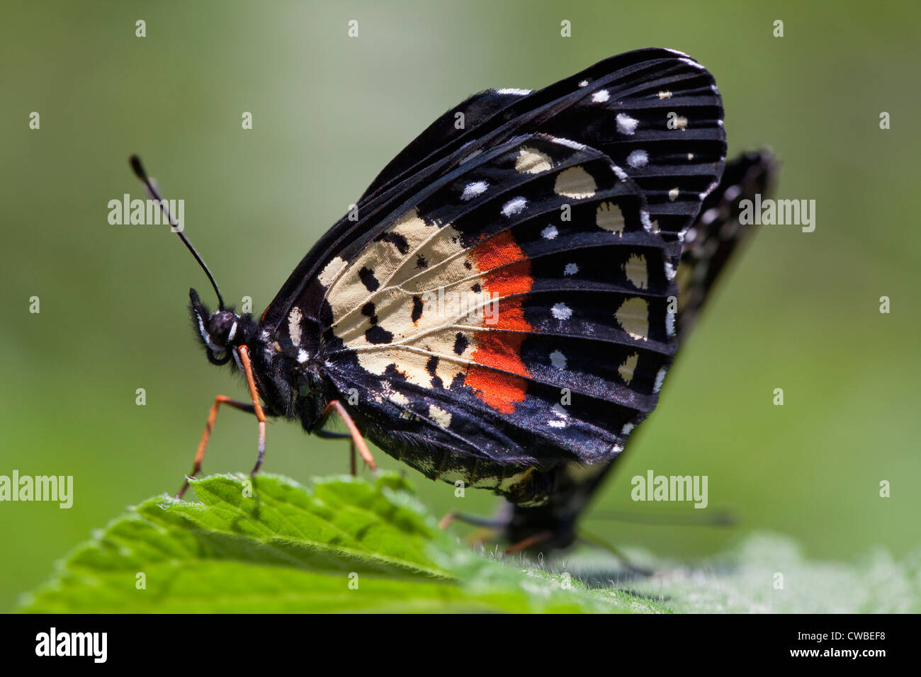 Mating pair of Simple Checkerspot butterflies(Chlosyne hippodrome) at ...
