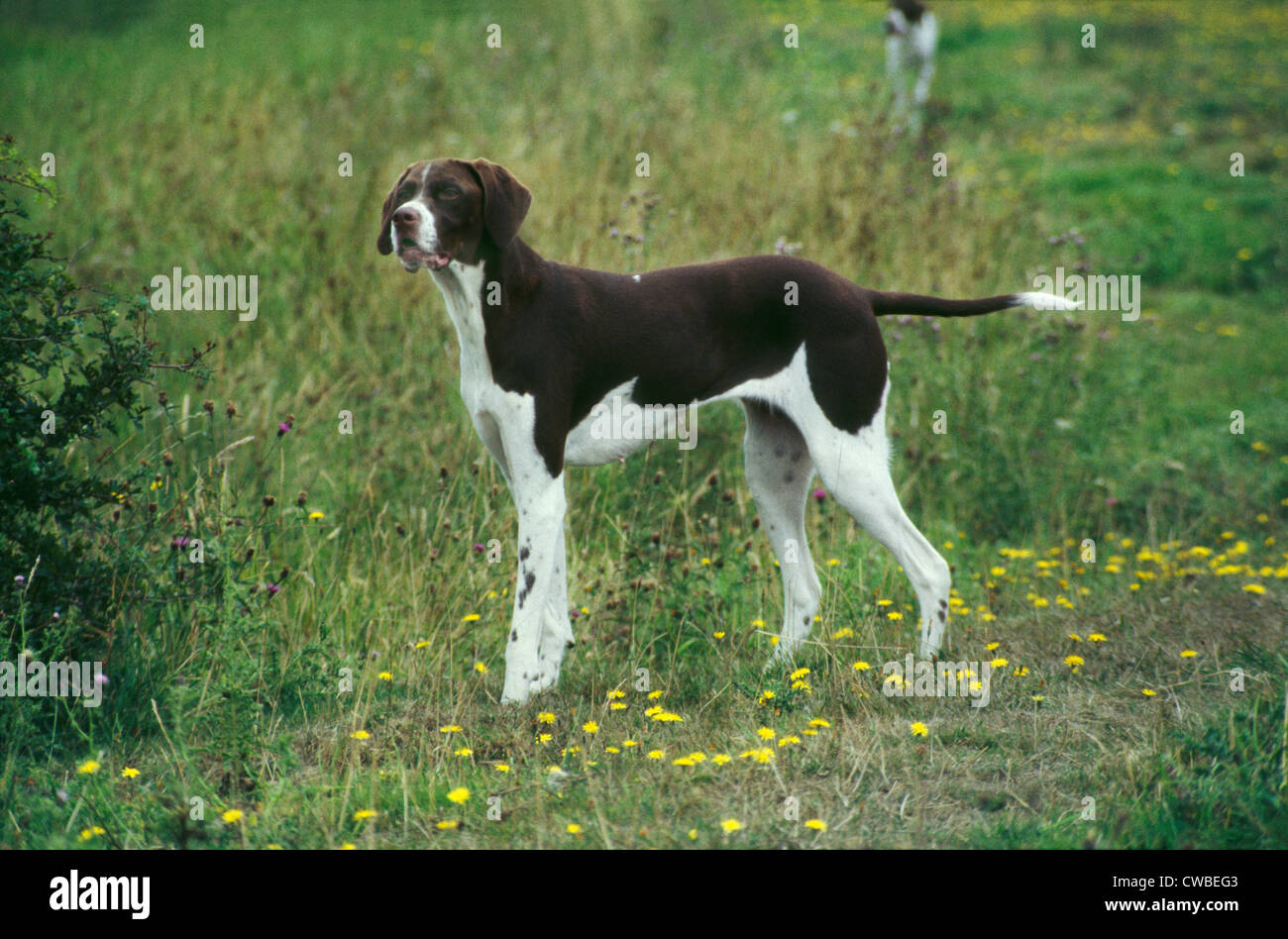 FULL BODY OF ENGLISH POINTER STANDING / IRELAND Stock Photo - Alamy