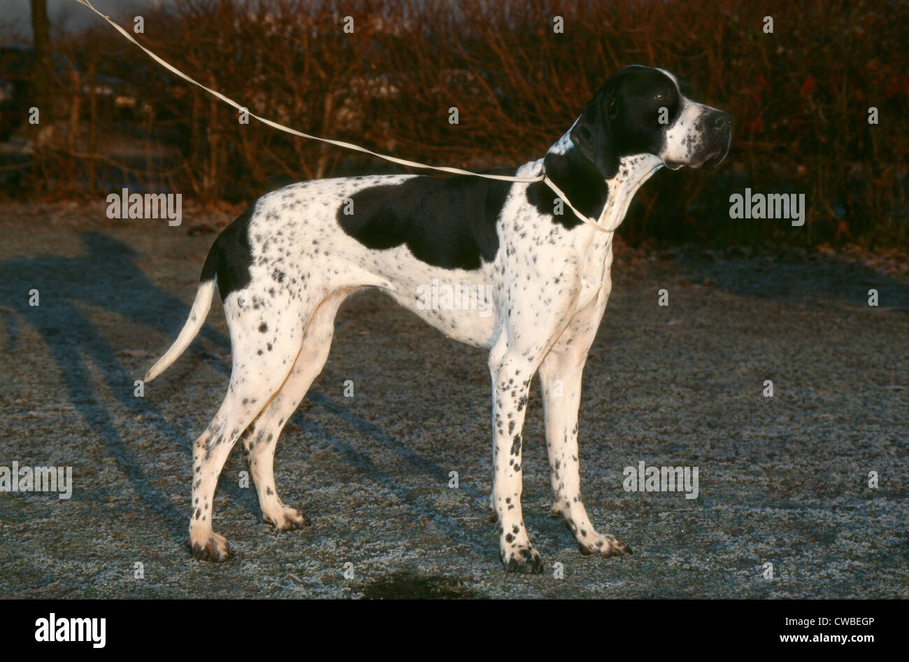 Dog English Pointer Adult Pointing High Resolution Stock Photography ...