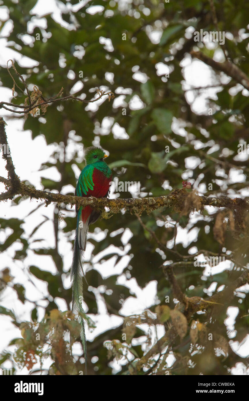 Male Resplendent Quetzal (Pharomachrus mocinno) in tree near Savegre ...