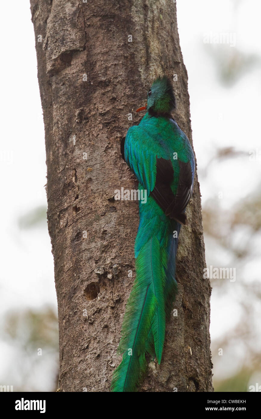 Male Resplendent Quetzal (Pharomachrus mocinno) outside nest with ...