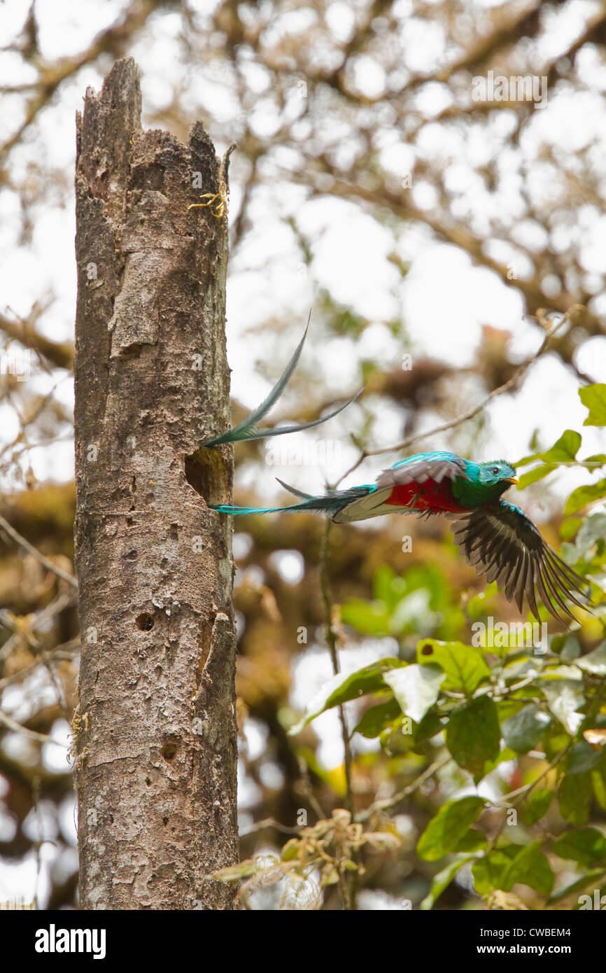 Quetzal In Flight