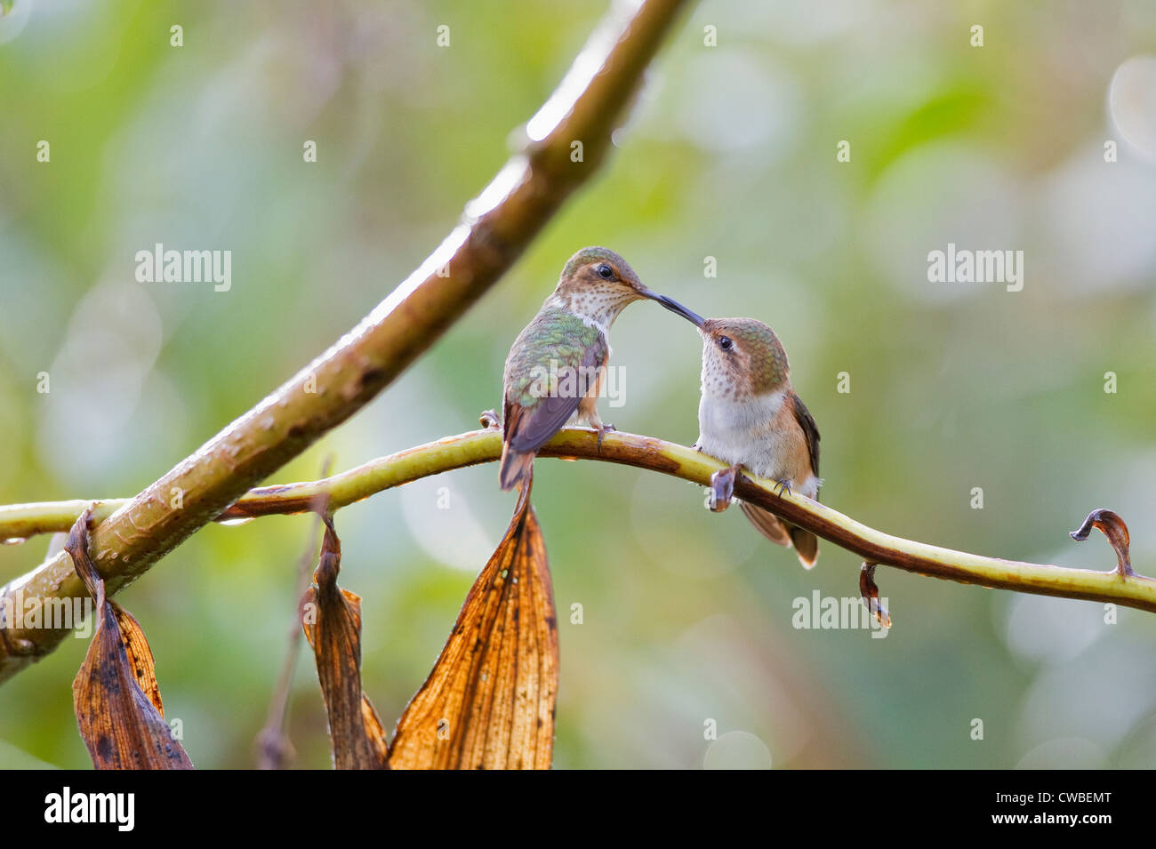 Female Volcano Hummingbird (Selasphorus flammula) feeding its fledgling ...