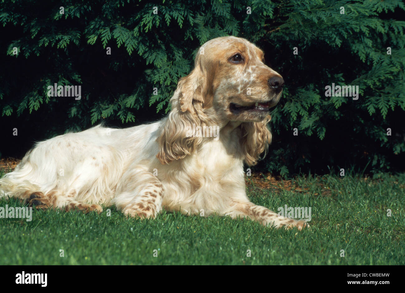 SIDE VIEW OF ENGLISH COCKER SPANIEL LYING ON LAWN / IRELAND Stock Photo ...