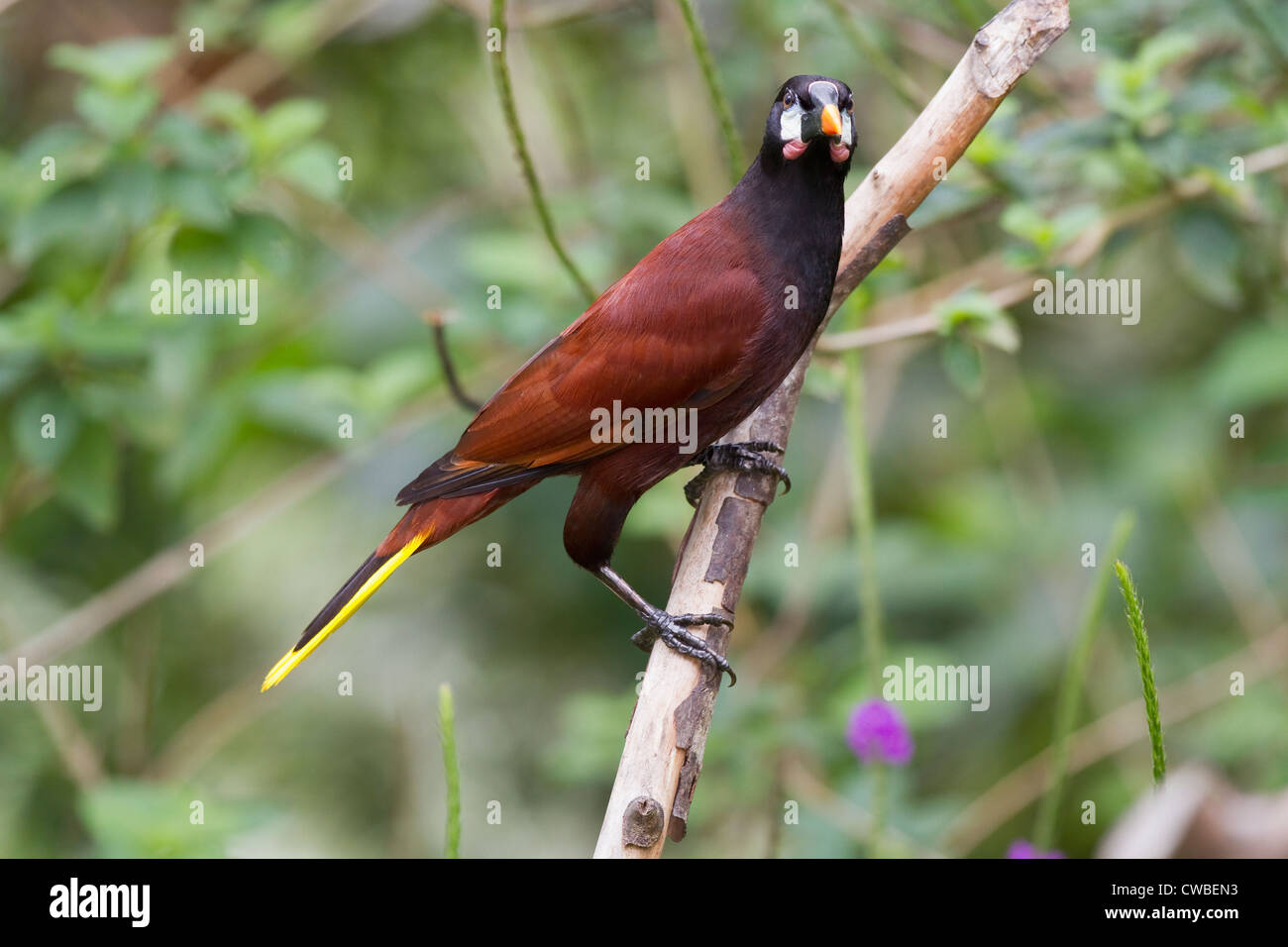 Montezuma Oropendola (Psarocolius montezuma) on grounds of Rancho ...