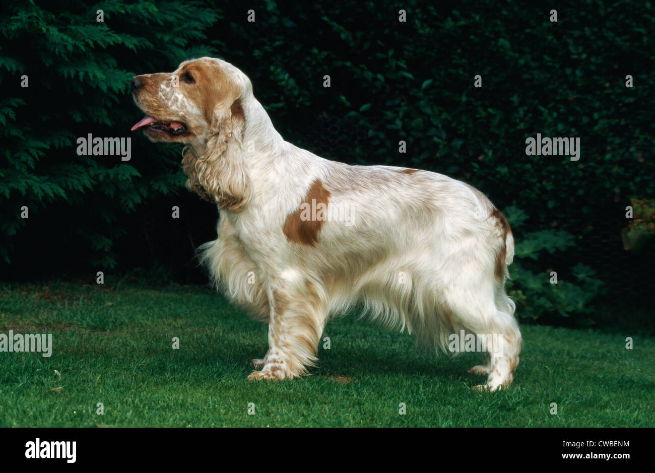 ENGLISH COCKER SPANIEL / IRELAND Stock Photo - Alamy