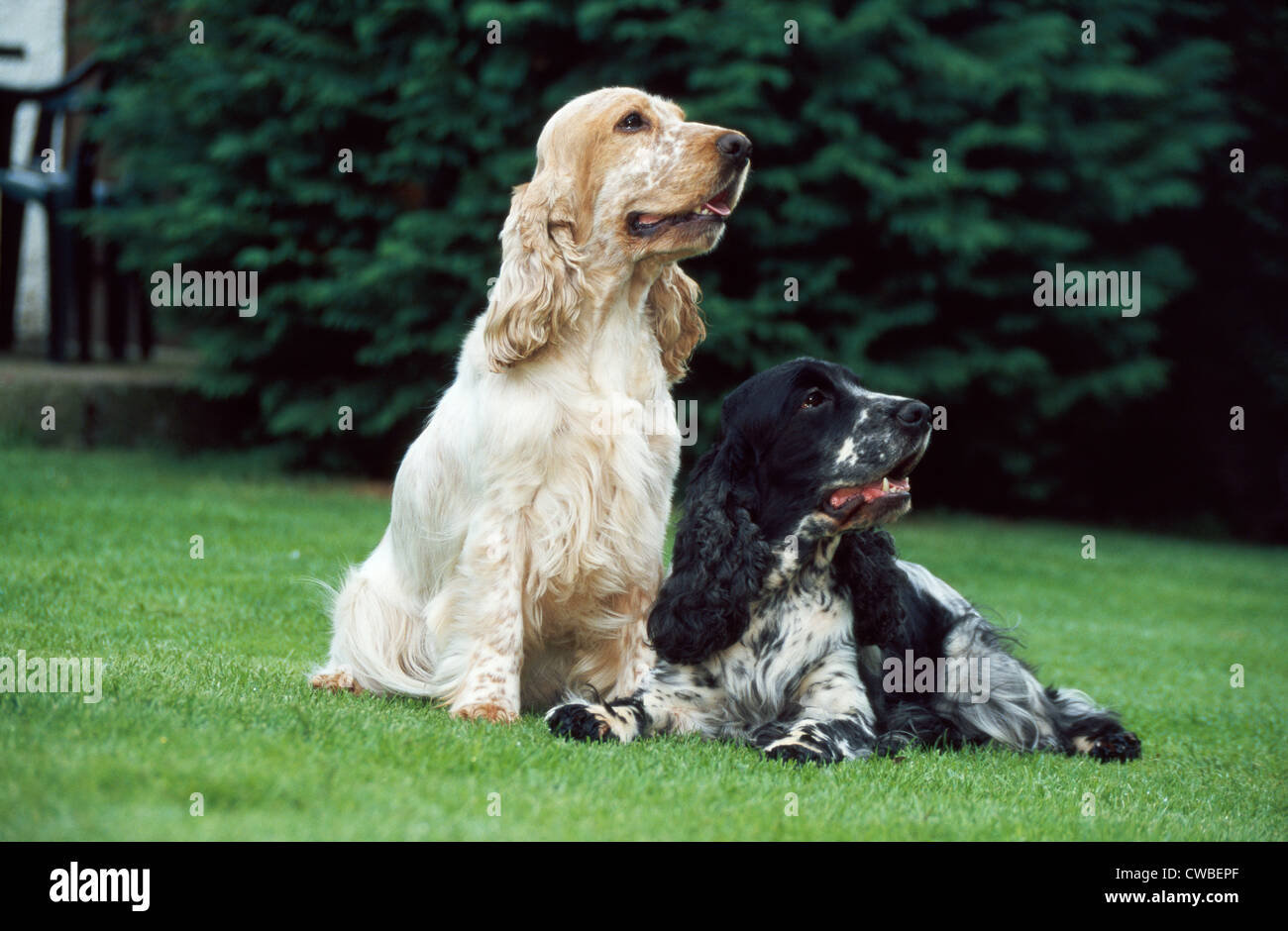 TWO ENGLISH COCKER SPANIELS / IRELAND Stock Photo - Alamy