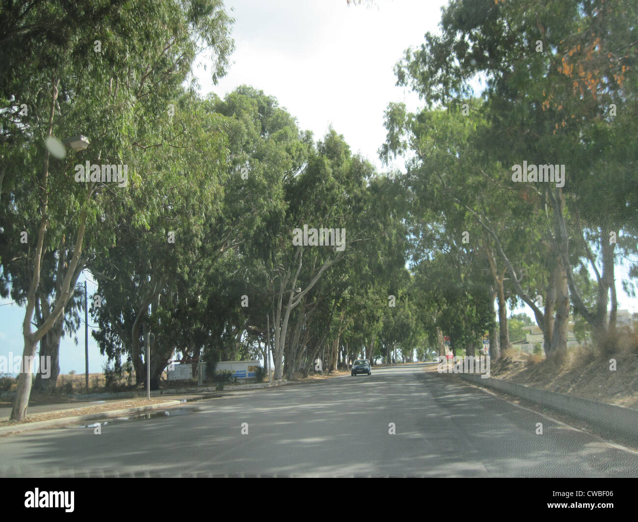 Lots of trees near the road Stock Photo - Alamy