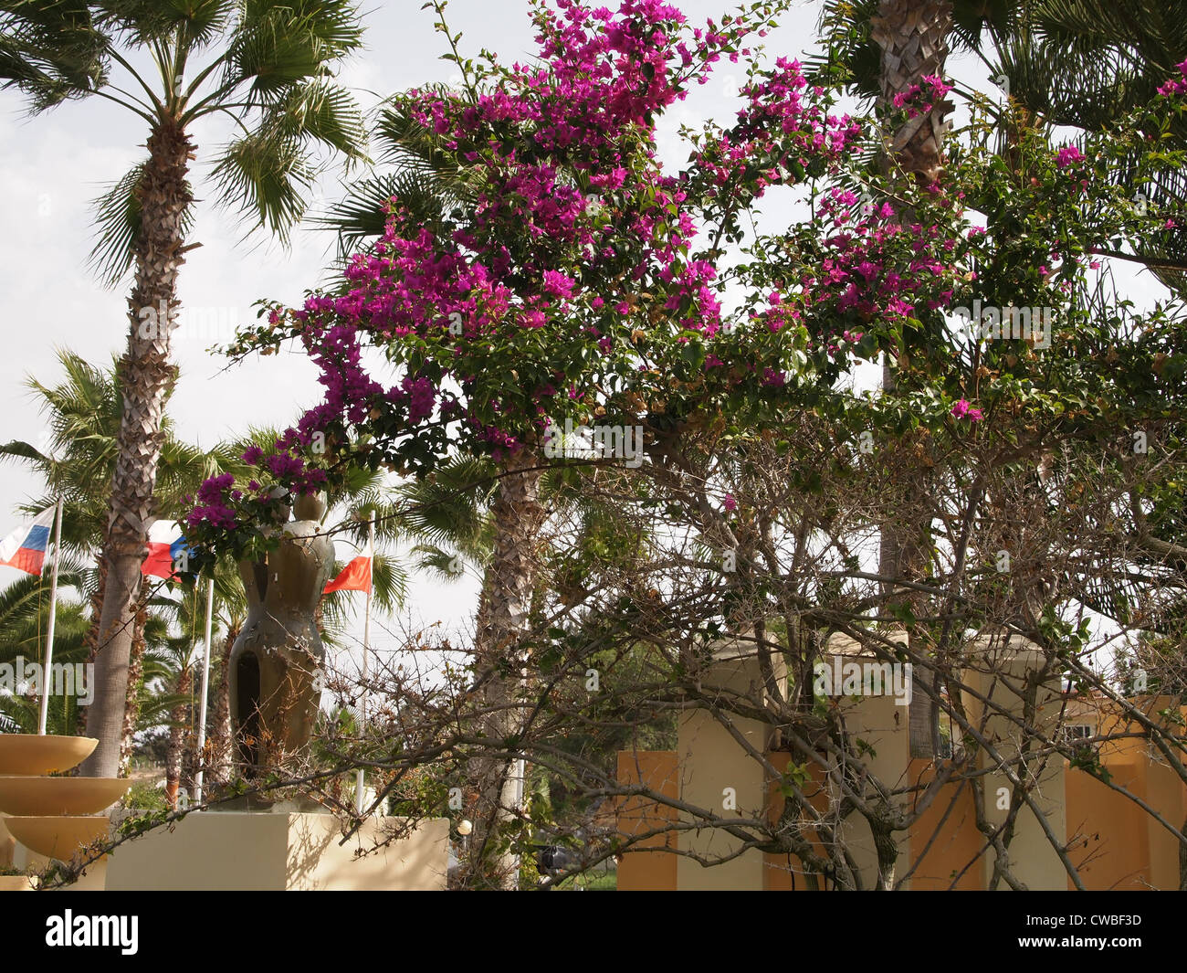 A colorful tree at palm trees Stock Photo - Alamy
