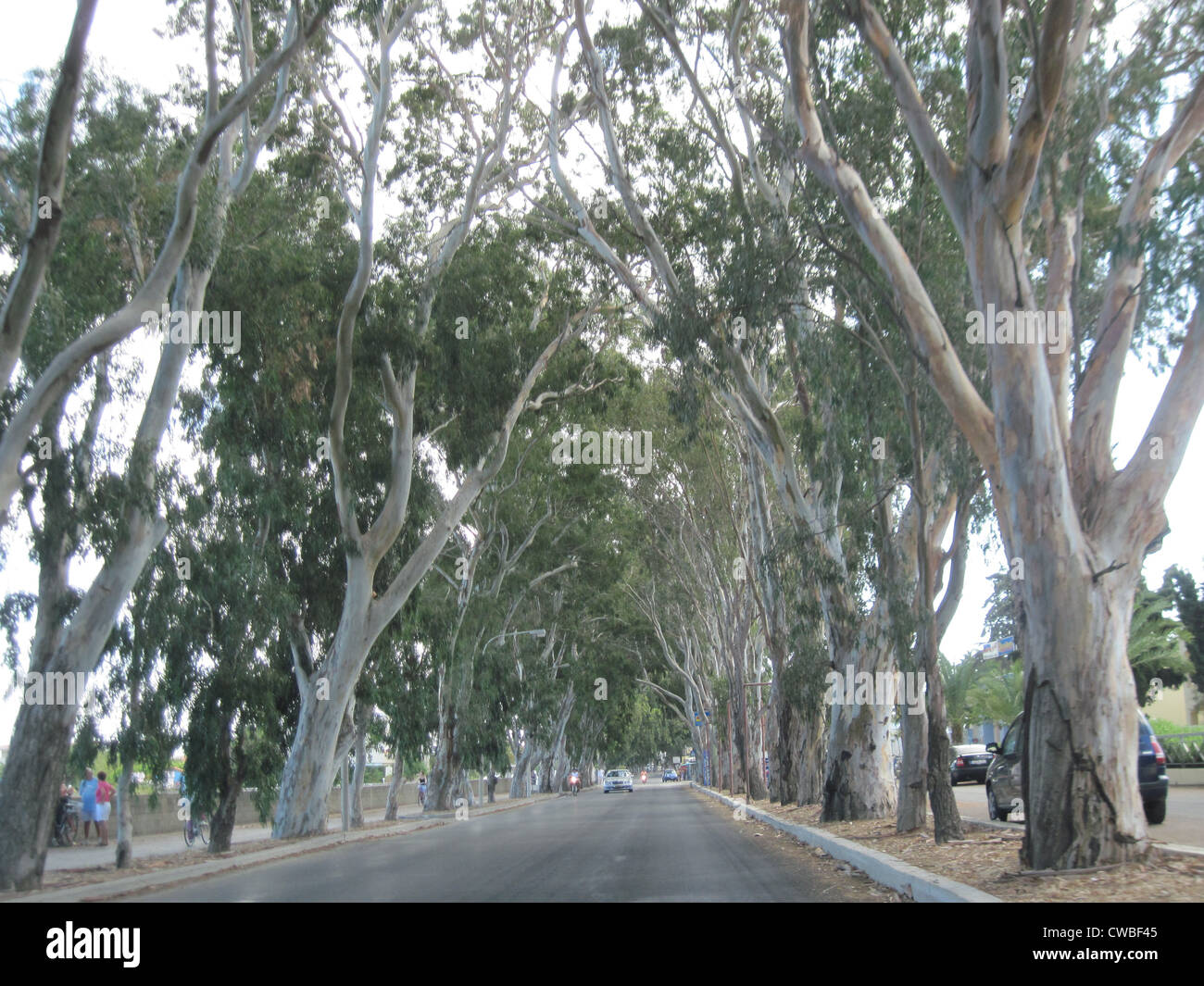 A road and lots of high trees Stock Photo - Alamy