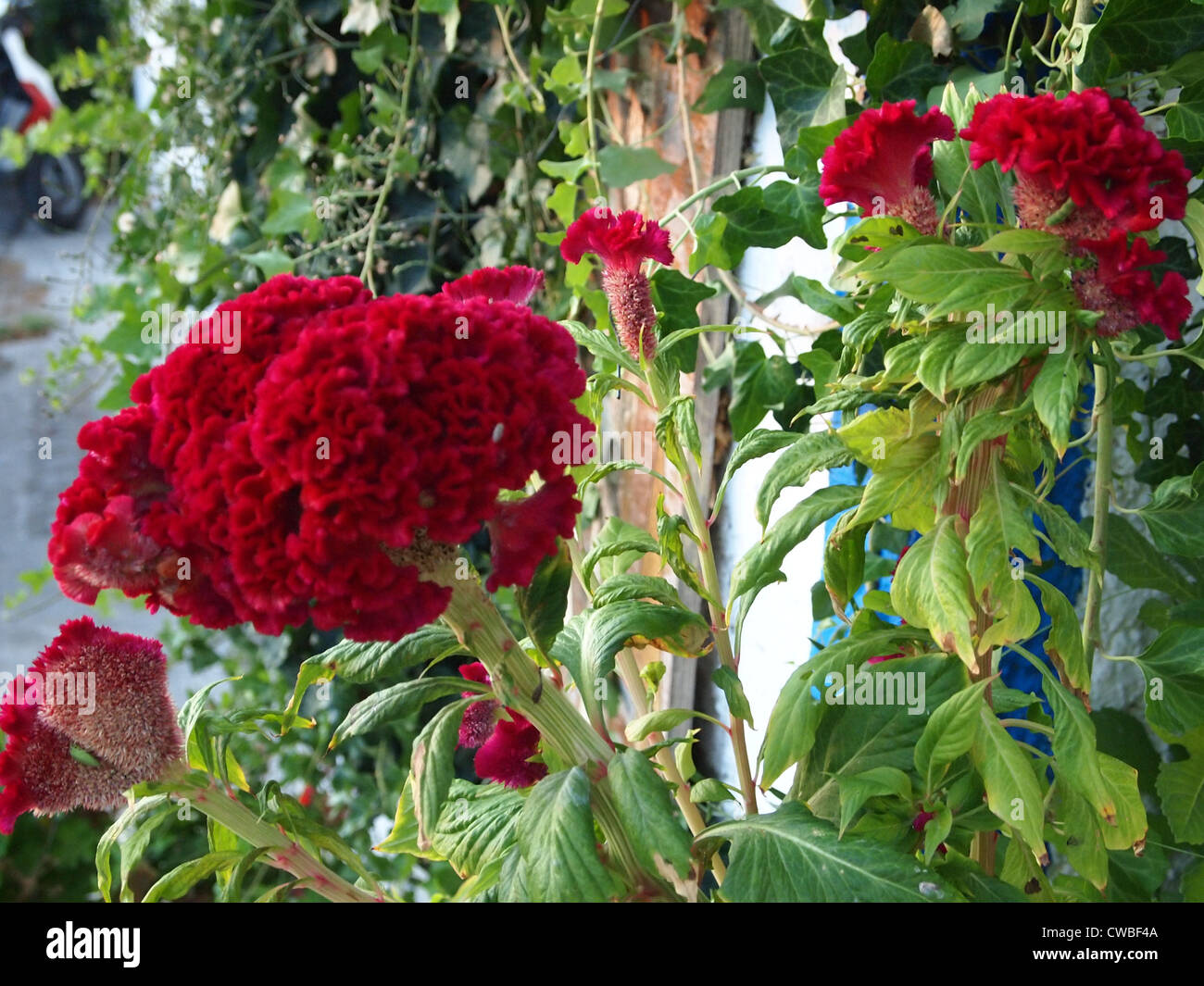 A velvet blossom Stock Photo - Alamy