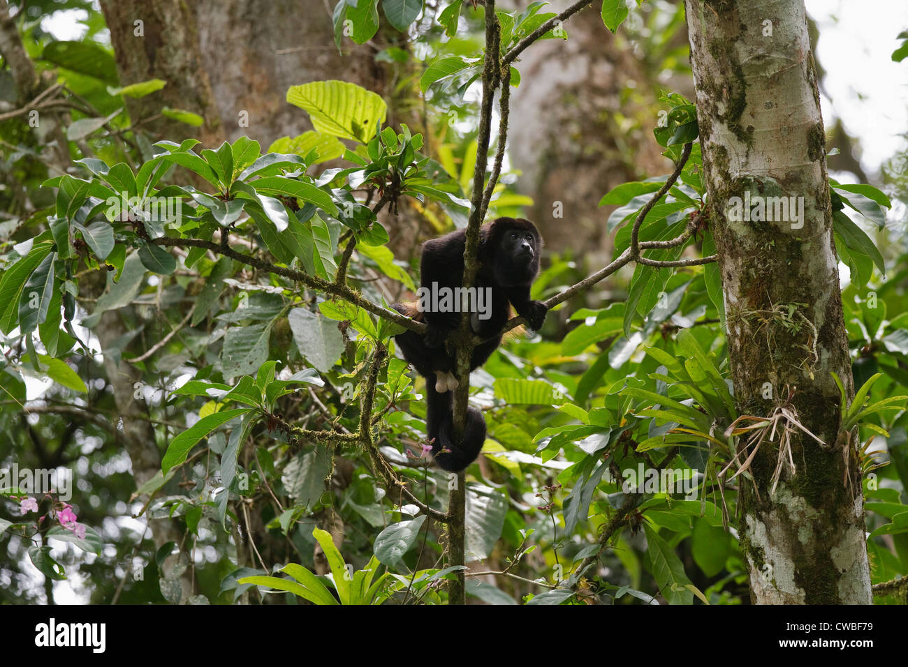 Mantled Howler Monkey (Alouatta palliata) in tree beside Sarapiqui ...