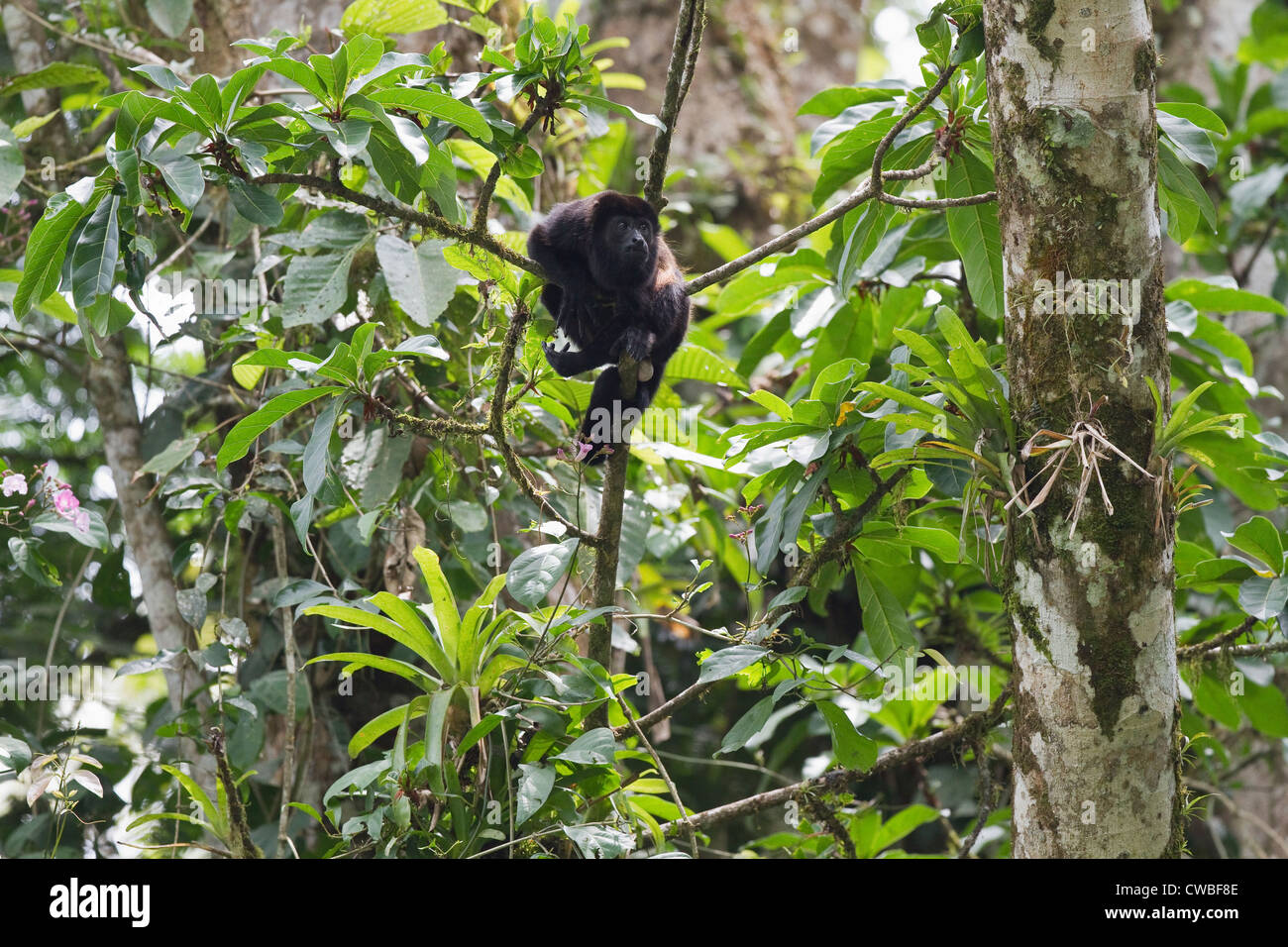 Male Mantled Howler Monkey (Alouatta palliata) in tree beside Sarapiqui ...