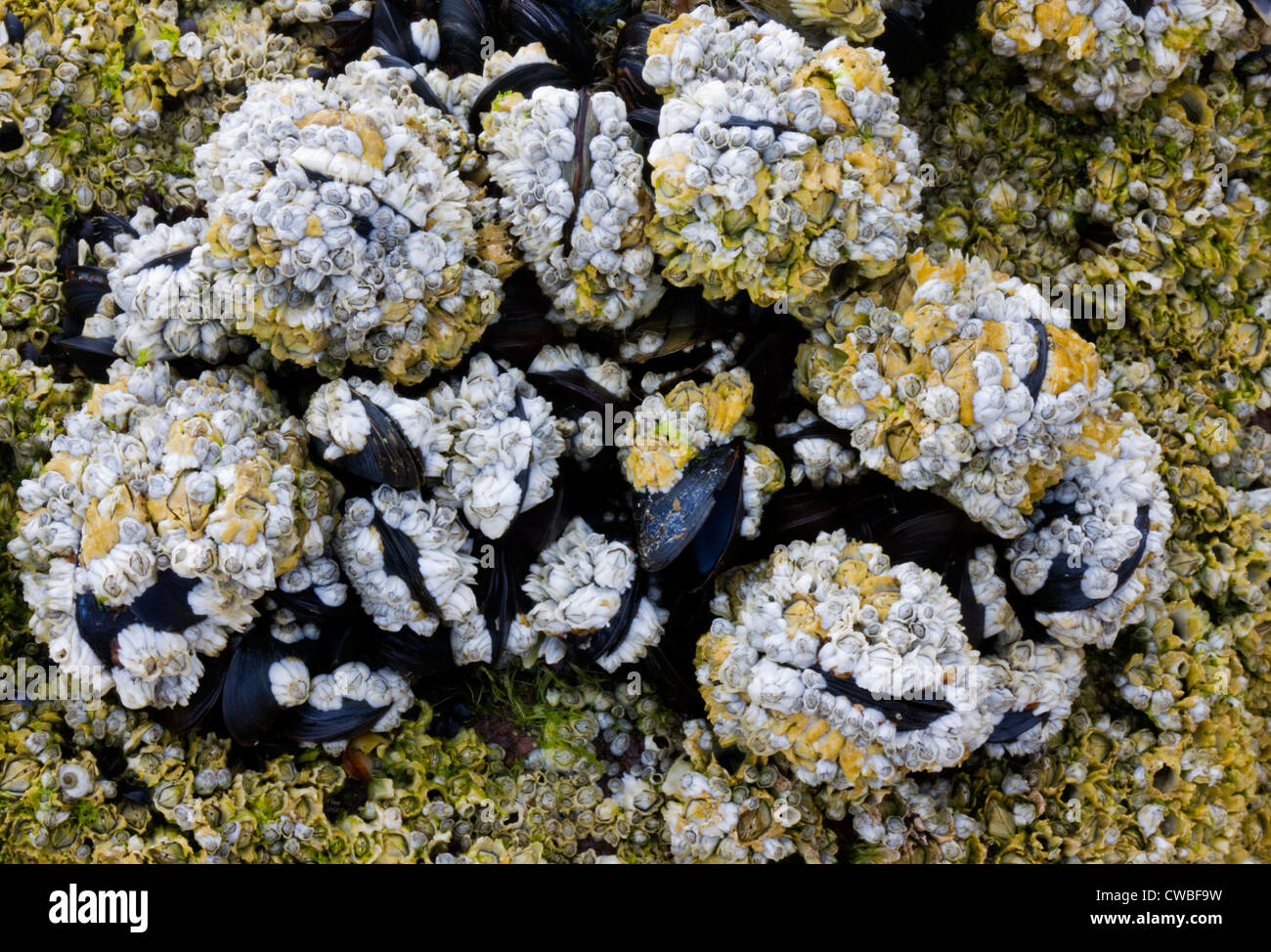 Mussels on a rock, covered with barnacles Stock Photo - Alamy