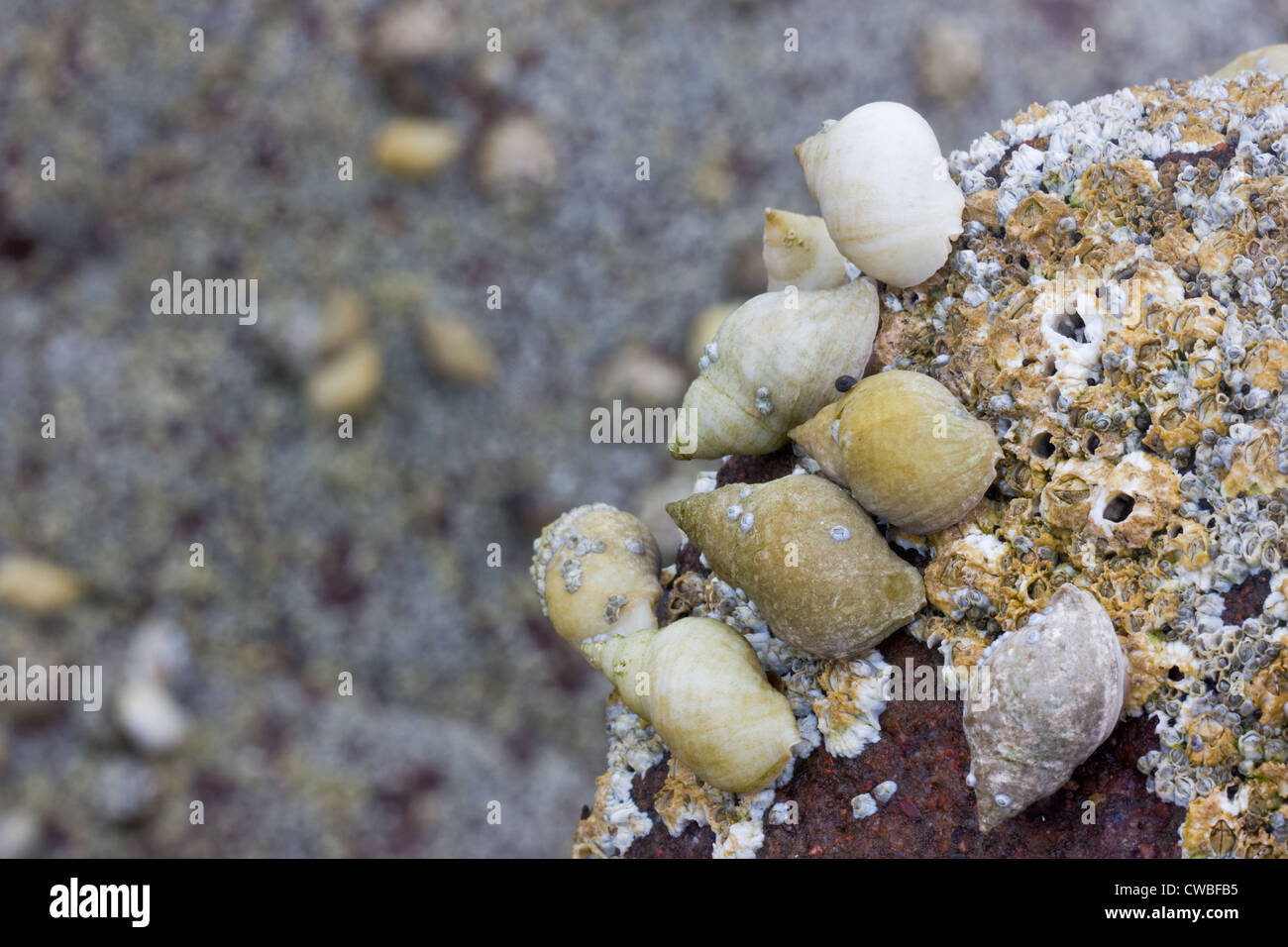 Barnacles barnacles shells hi-res stock photography and images - Alamy
