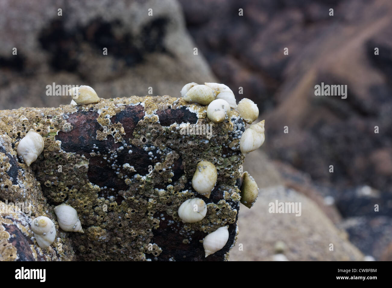 Seashells on a rock, covered with barnacles Stock Photo - Alamy