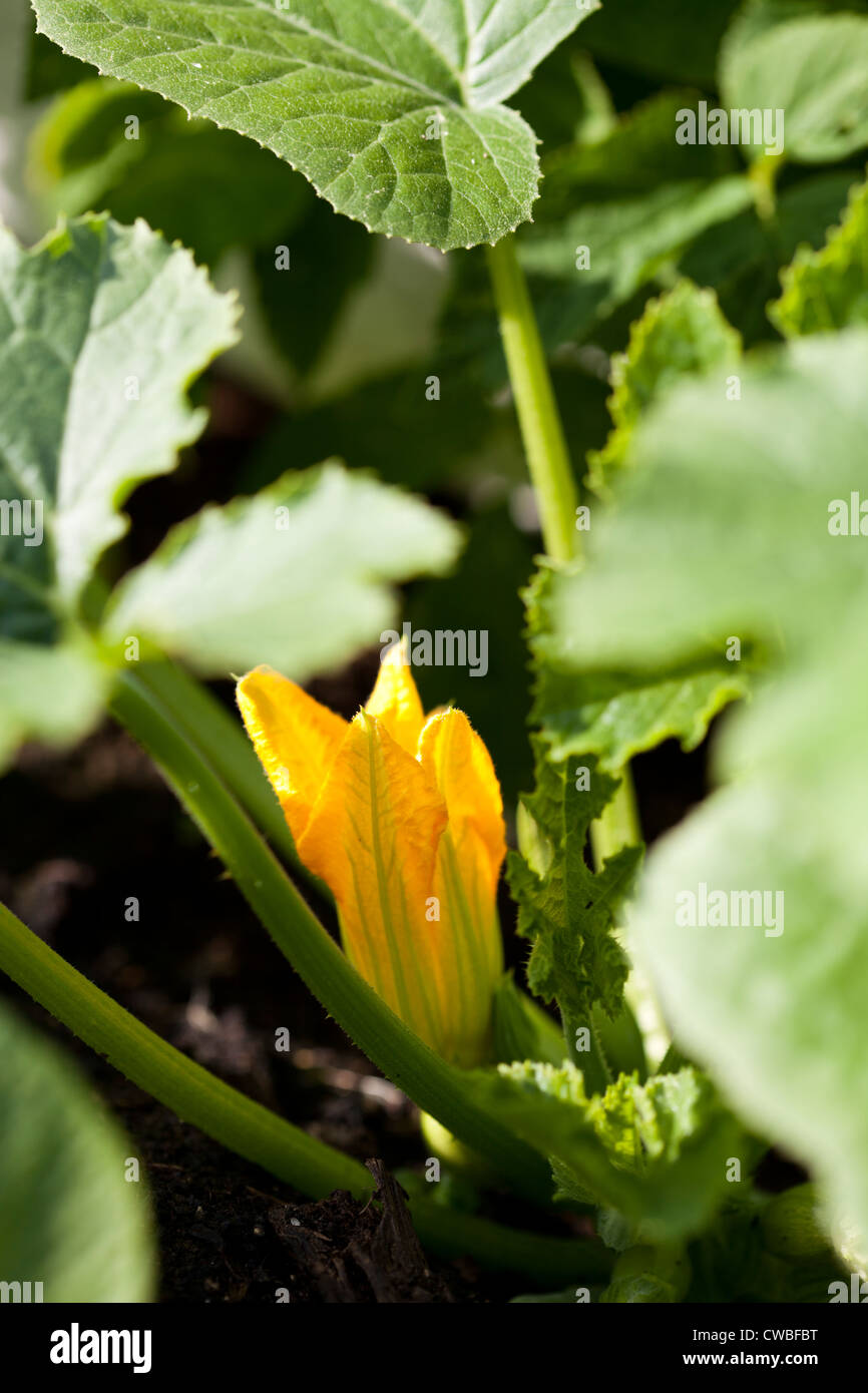 Close-up of zucchini growing in the field, one yellow flower about to ...