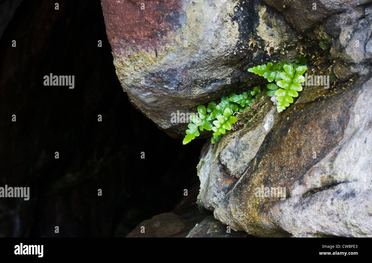 Dark green asplenium fern hi-res stock photography and images - Alamy