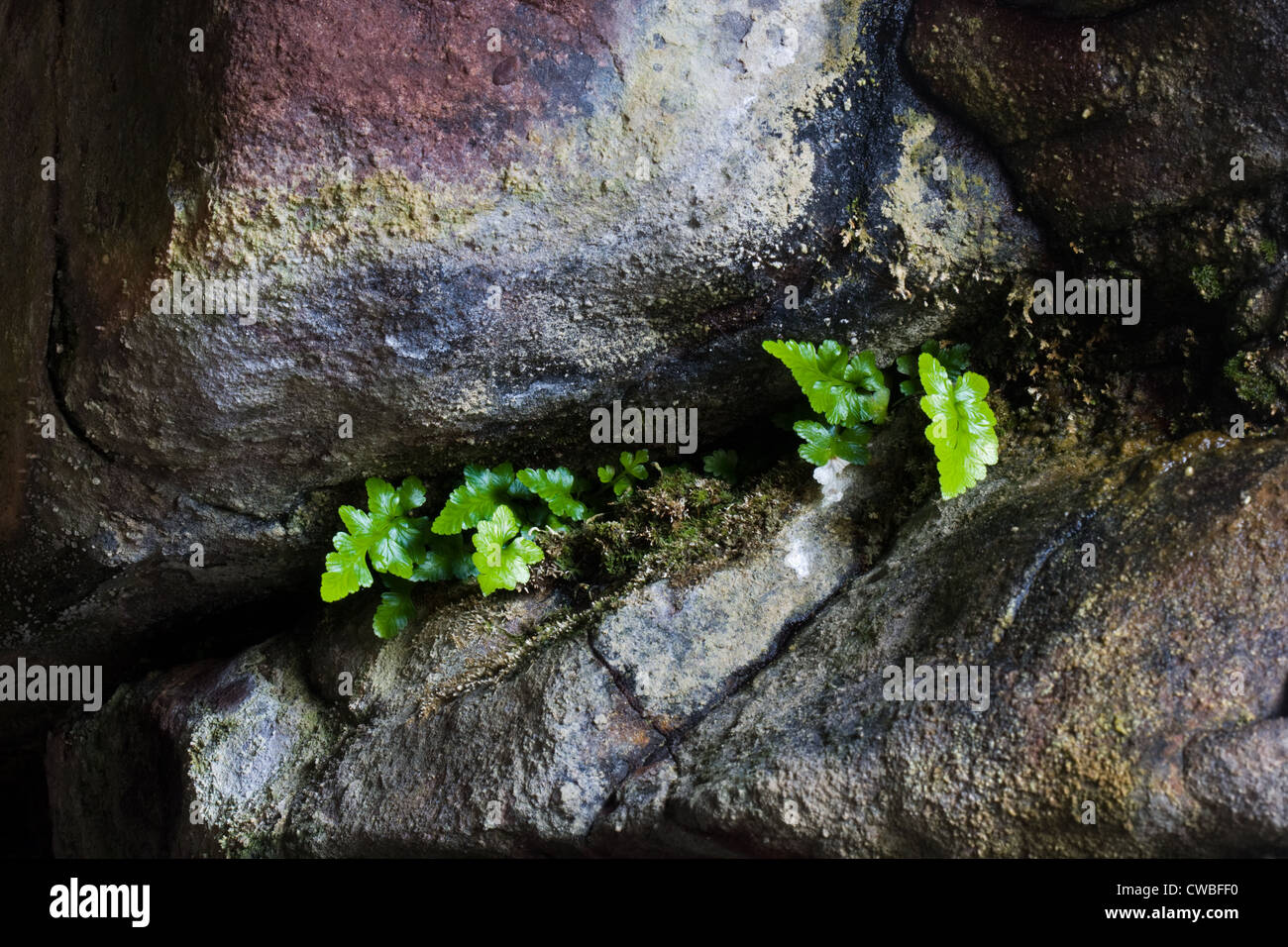 Ferns in a dark cave Stock Photo - Alamy