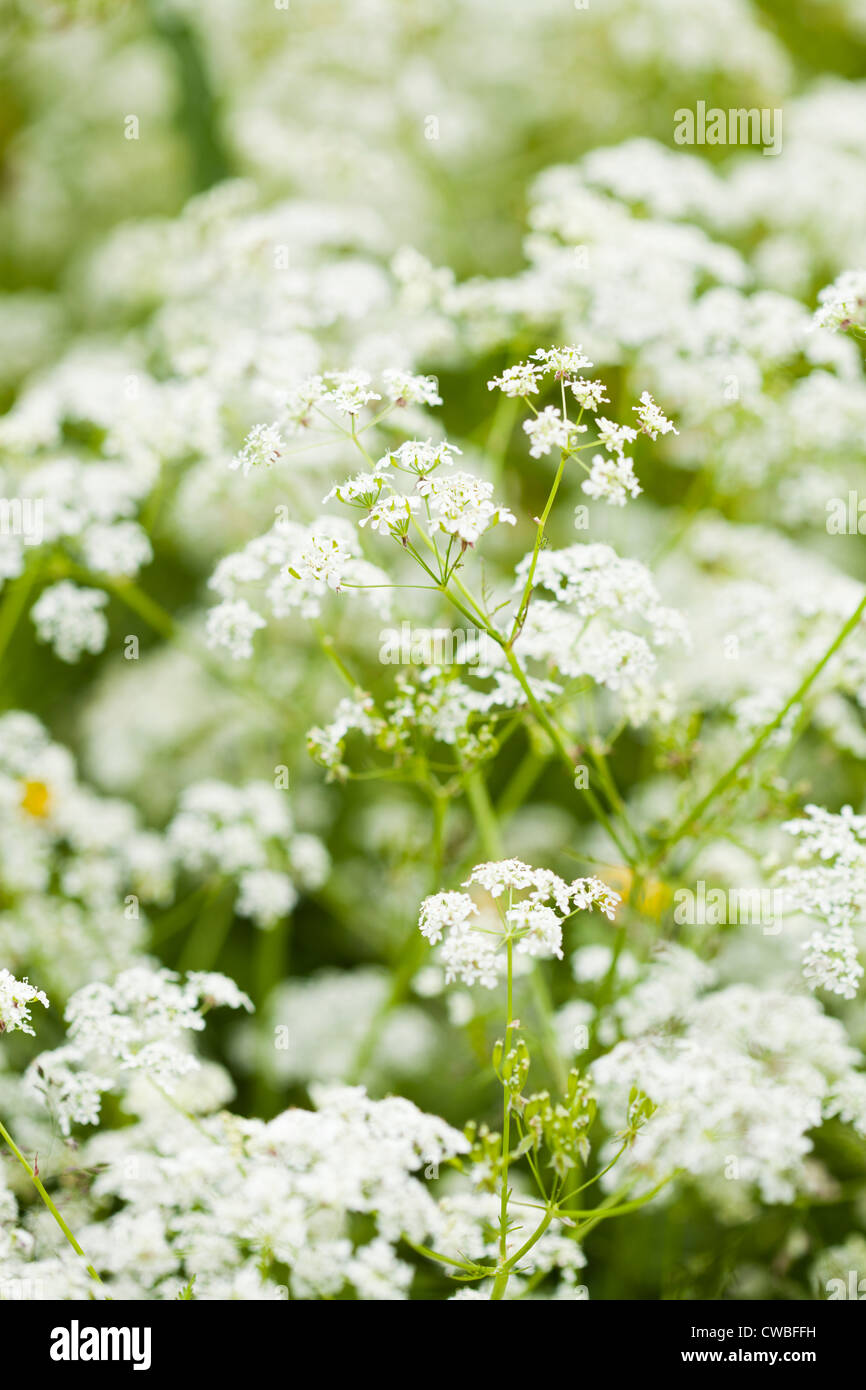 White green floral hi-res stock photography and images - Alamy