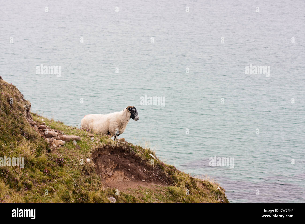 A white sheep with black head on a cliff near the sea Stock Photo - Alamy