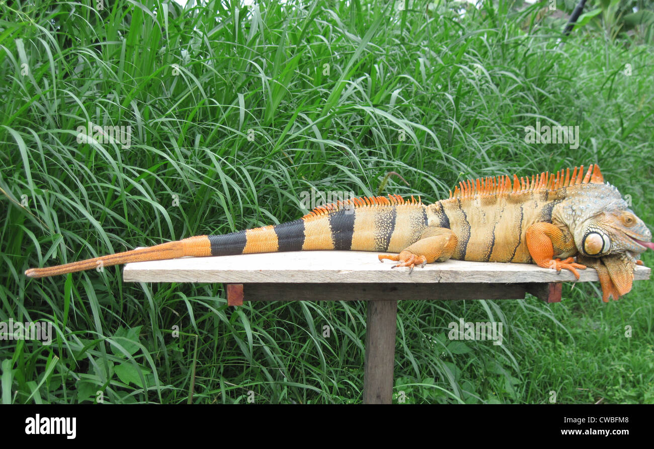 An interesting iguana Stock Photo - Alamy