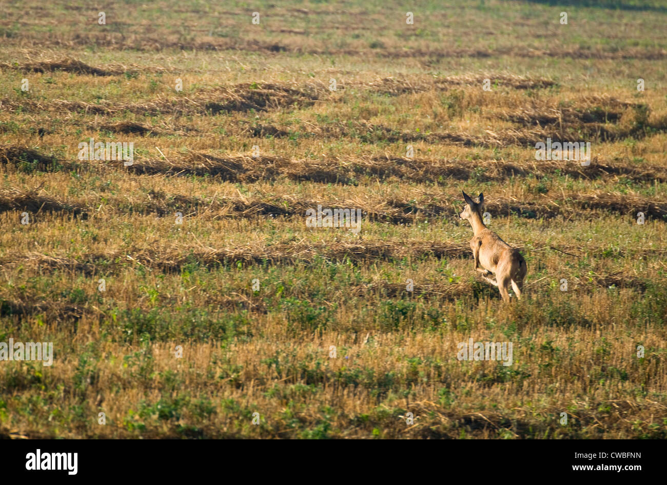 Capreolus capreolus deer Stock Photo - Alamy
