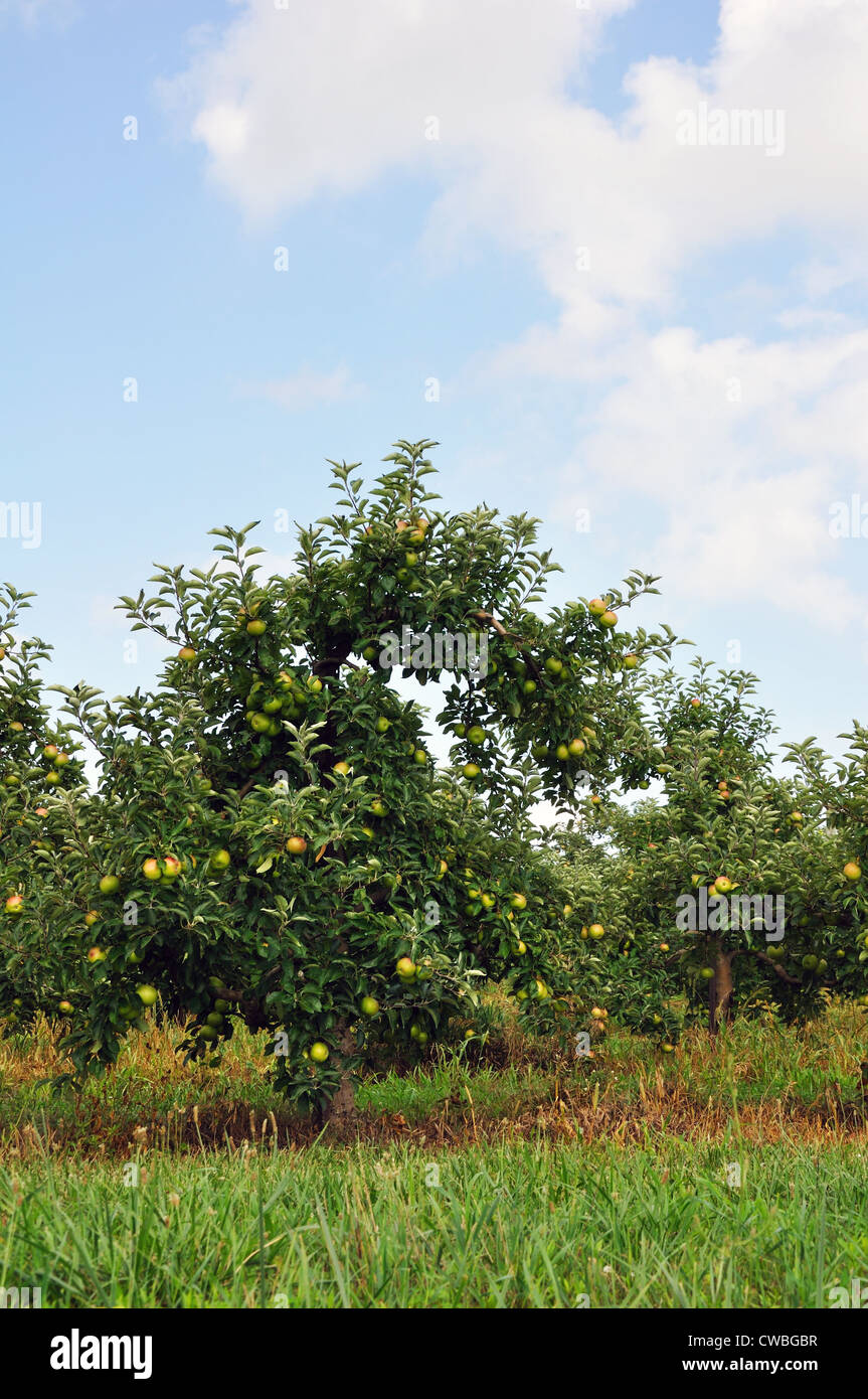 Apple orchard in Amish Country, Pennsylvania, USA Stock Photo - Alamy