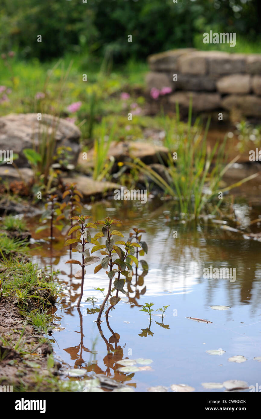Marshy pond hi-res stock photography and images - Alamy