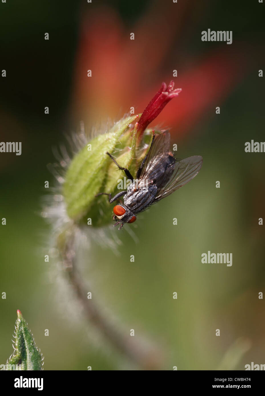 Red eyed fly Stock Photo - Alamy