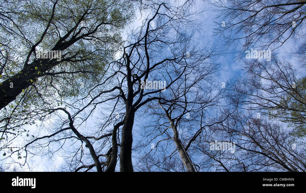 Trees in a park in Berlin Stock Photo - Alamy