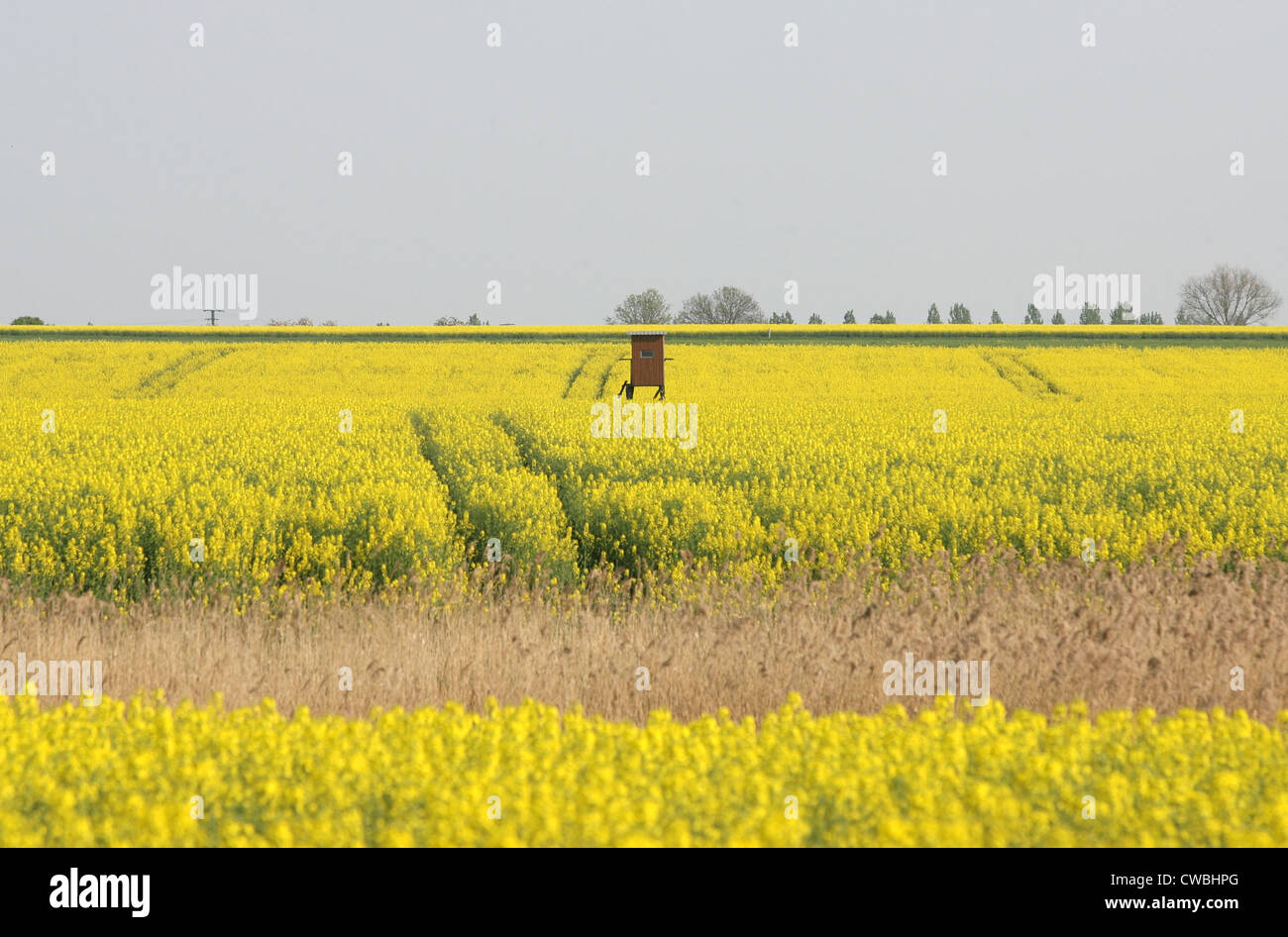 Blue Instant Rapsfeld Stock Photo - Alamy