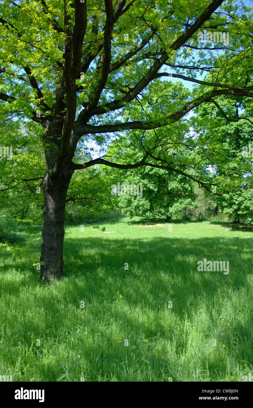 Berlin, Nature in Spandau Stock Photo - Alamy