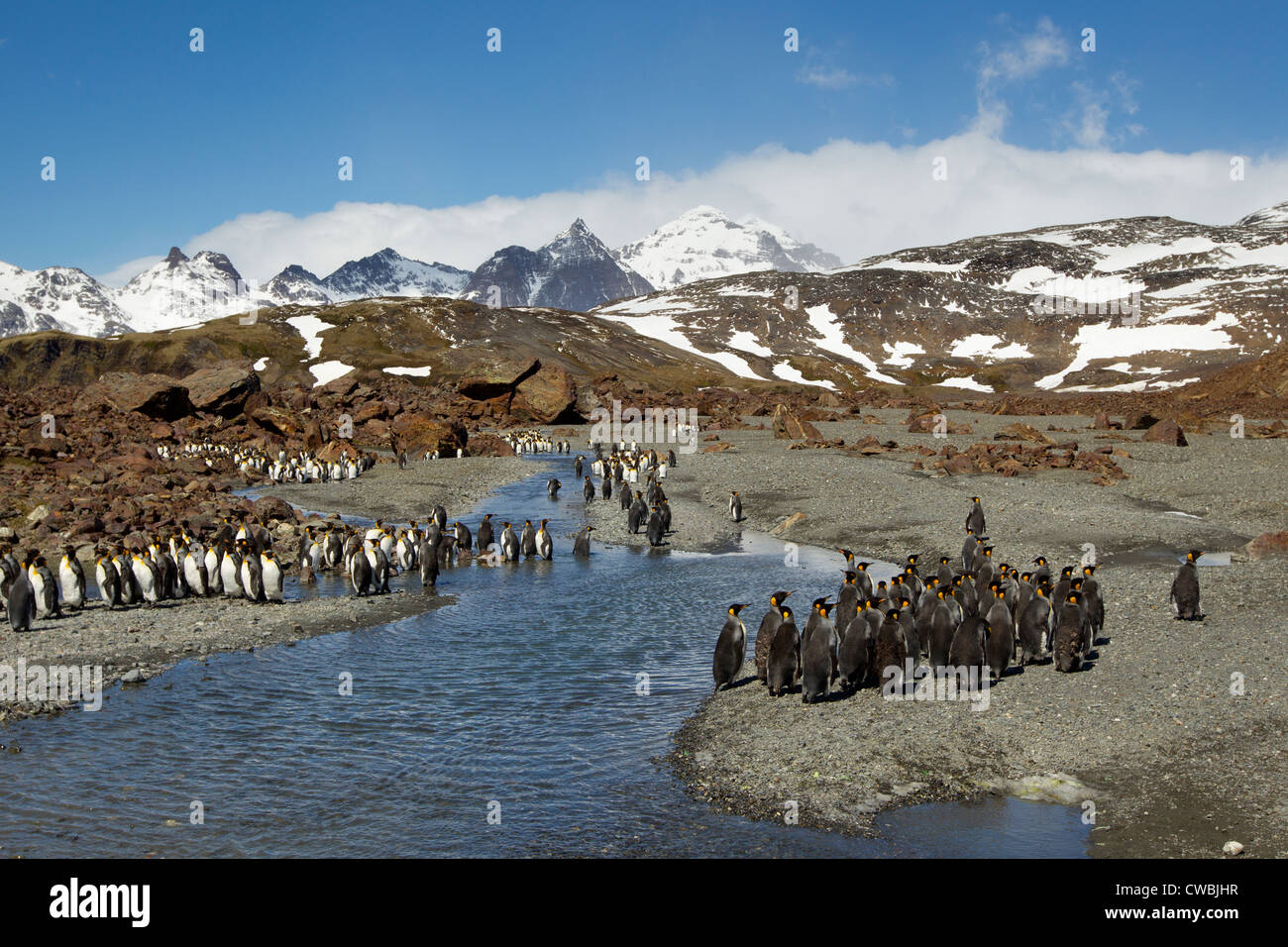 King Penguins Aptenodytes patagonicus on South Georgia South Sandwich ...