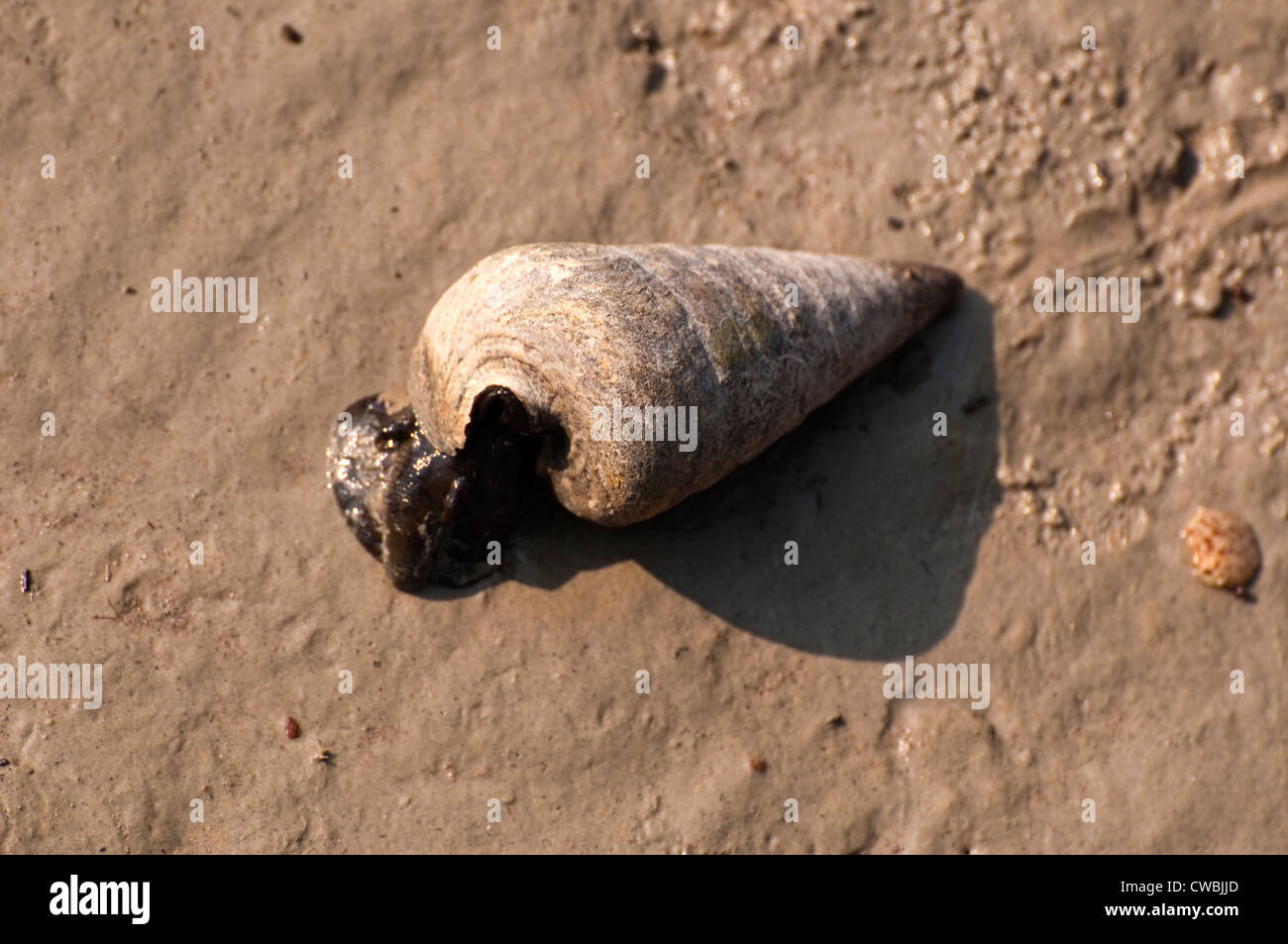 Cone snail hi-res stock photography and images - Alamy
