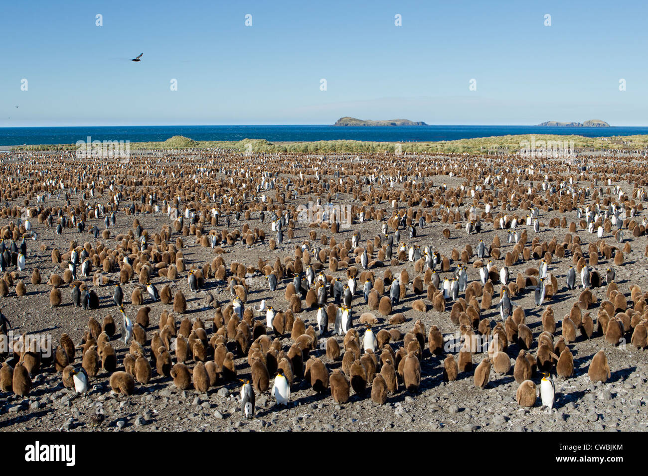King Penguins Aptenodytes patagonicus on South Georgia South Sandwich ...