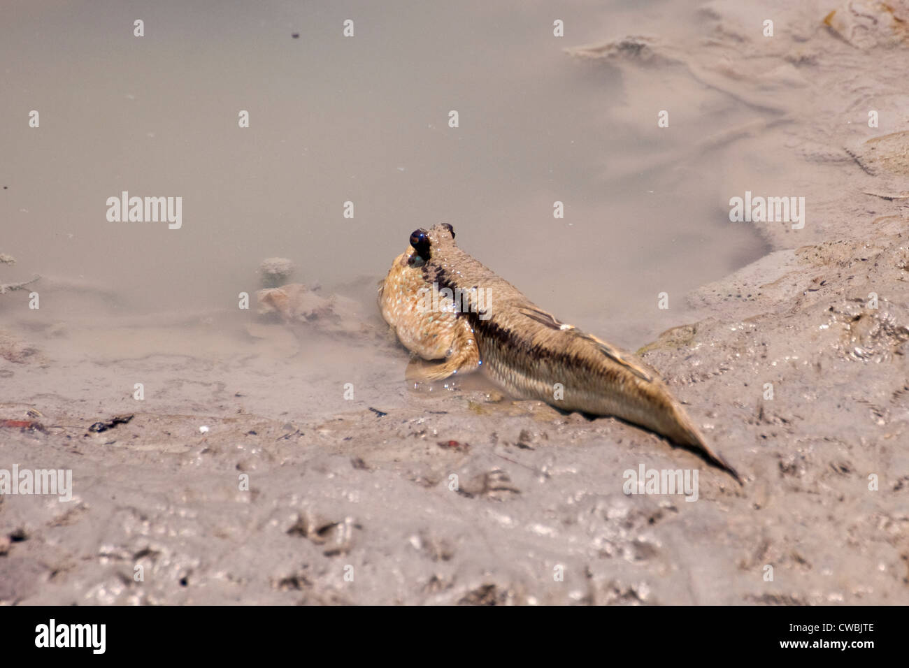 mud skipper 2 Stock Photo - Alamy