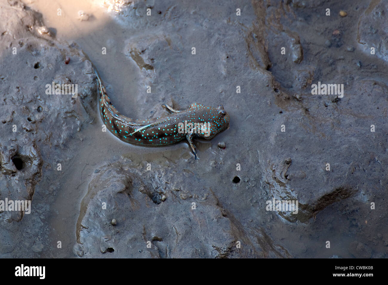 mud skipper 1 Stock Photo - Alamy