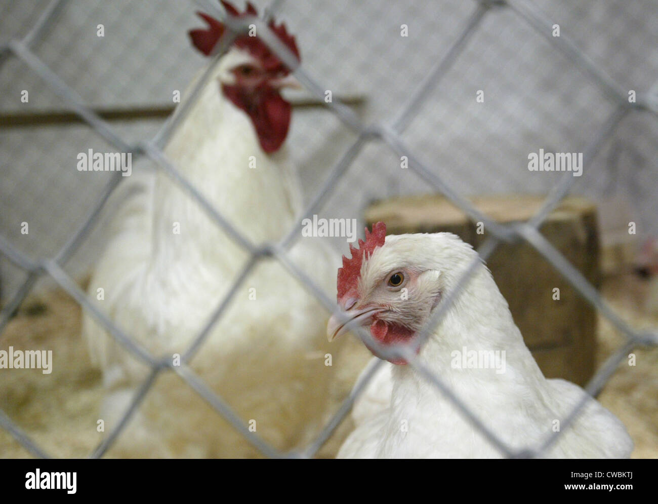 Animals behind bars hi-res stock photography and images - Alamy