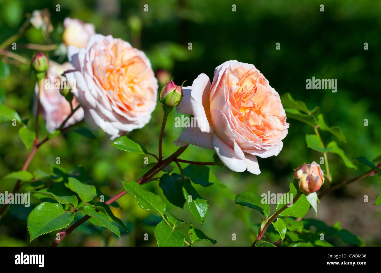 Roses in plant collections in Dendrological Garden, Czech Republic on ...